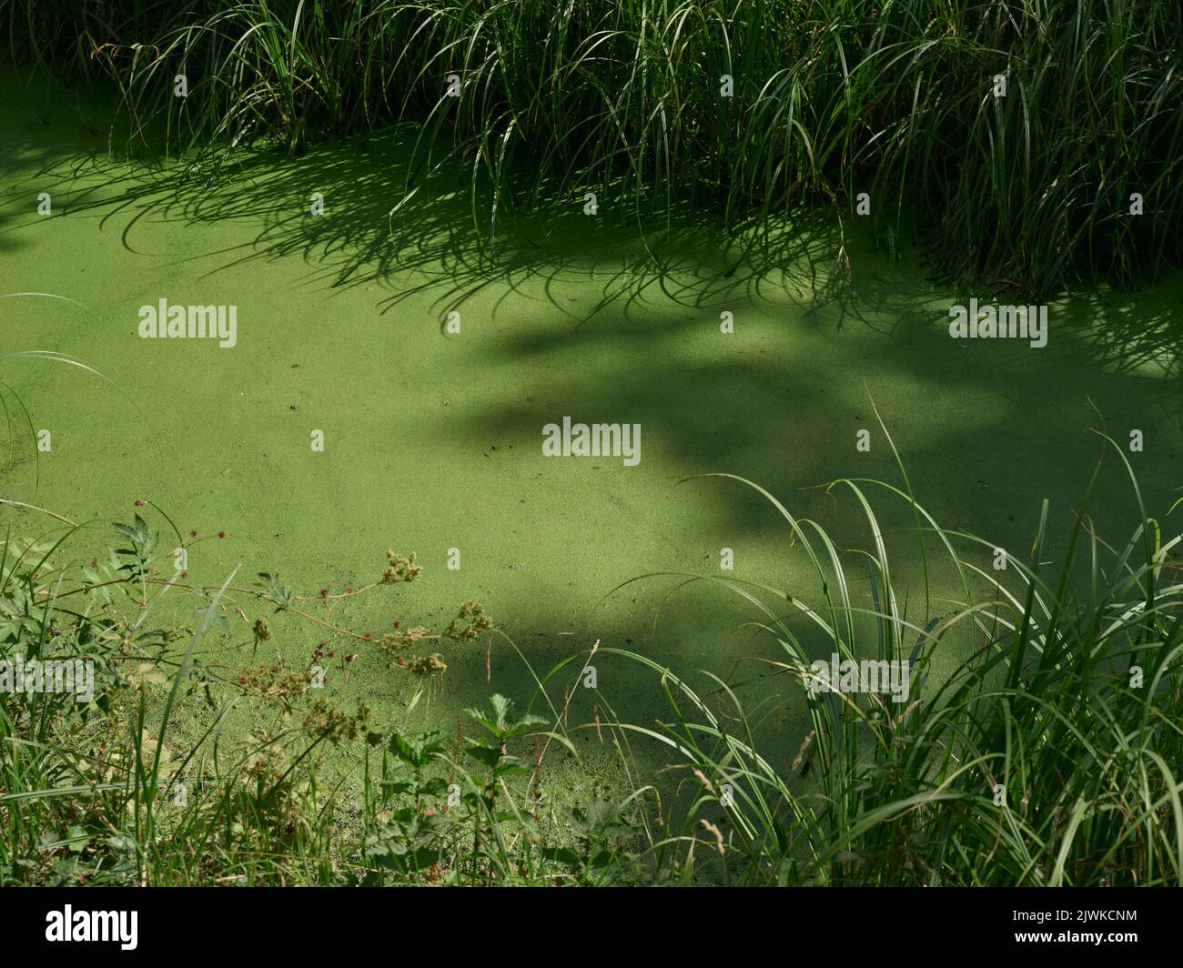 Lemnoideae is a subfamily of flowering aquatic plants, known as ...