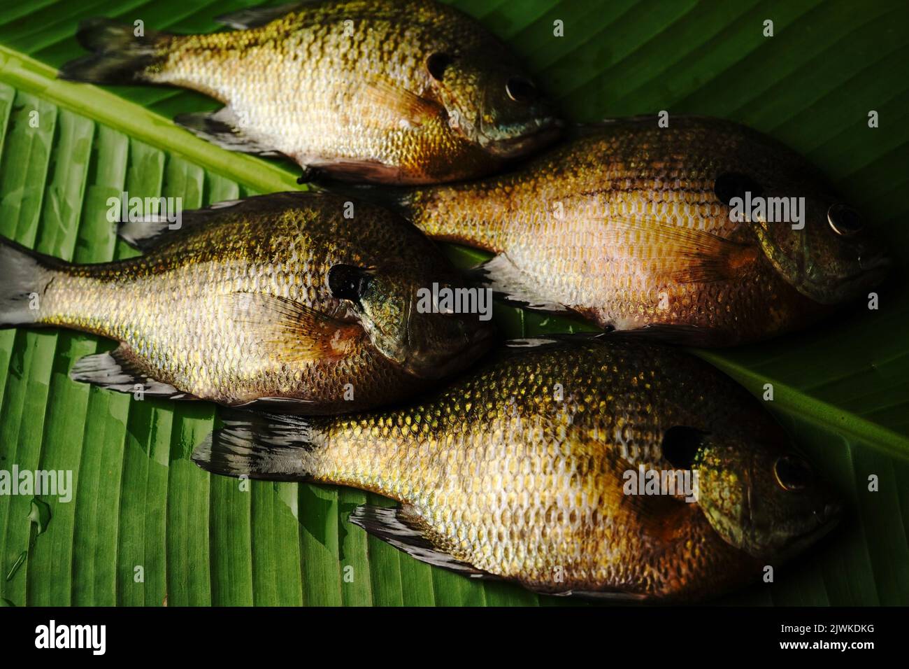 Freshly caught fish bluegill from lake placed in banana leaf Stock ...