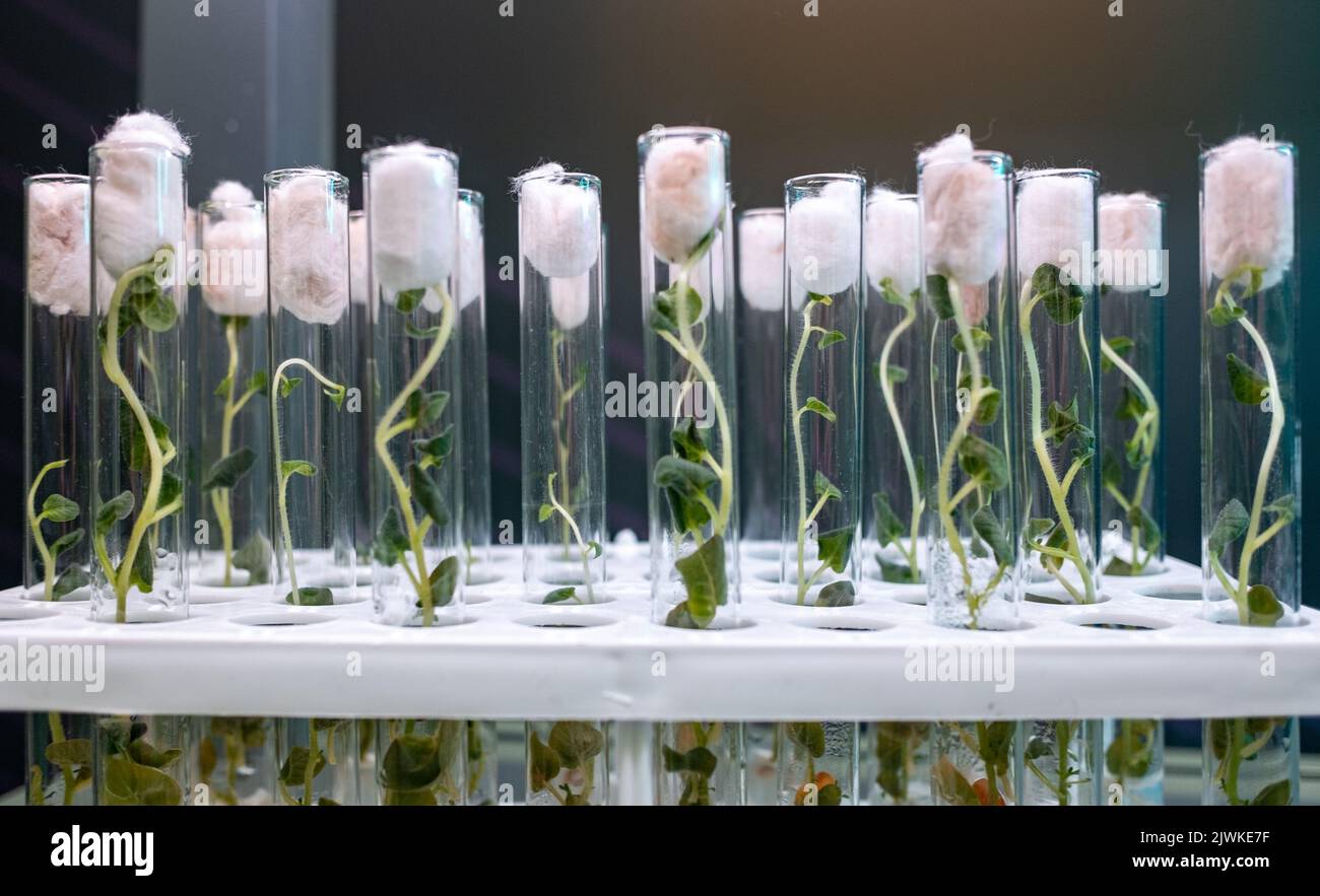 Sprouts of an agricultural plant grown in a test tube Stock Photo - Alamy