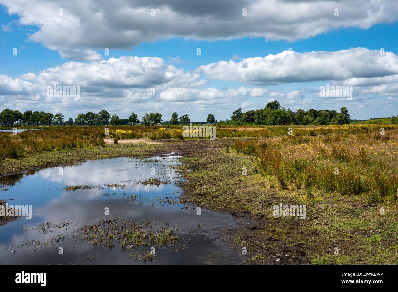 Landscape view over green grass, heather vegetation and water ponds of ...