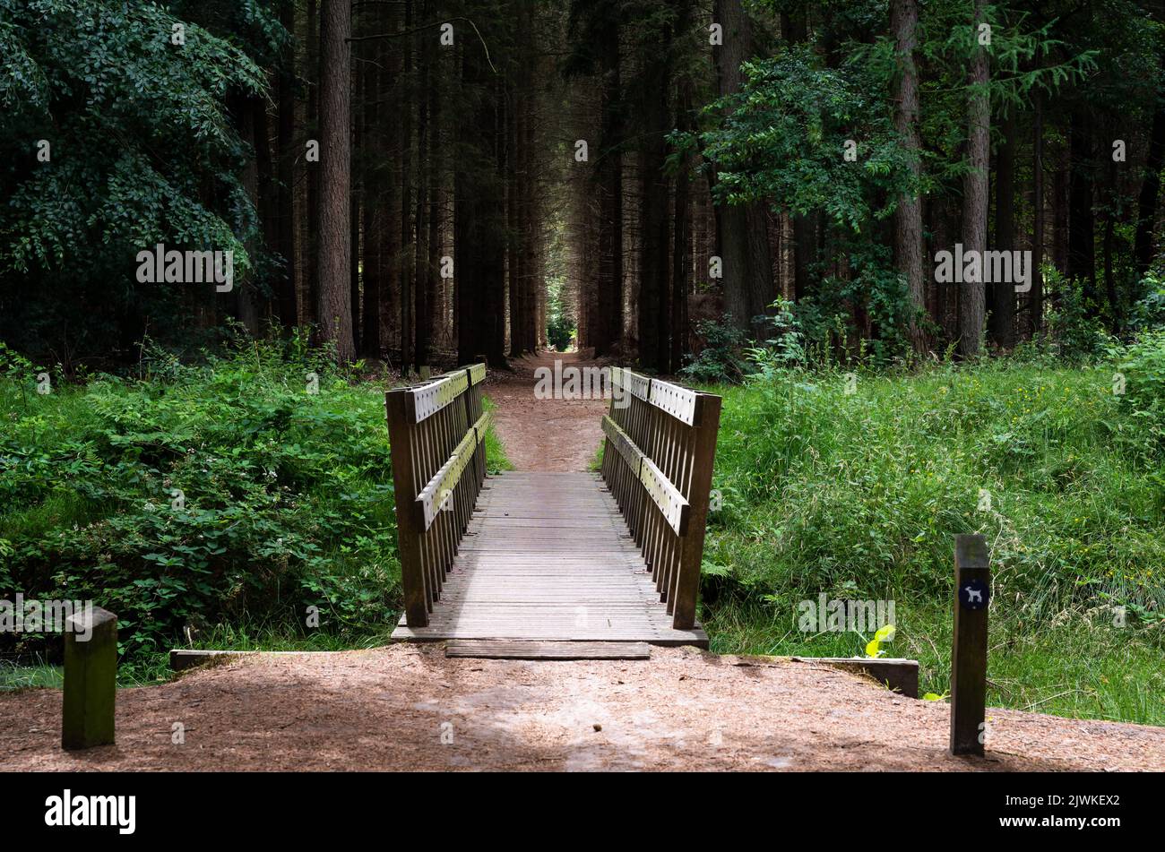 Wooden pathway in the woods of Fochterloo, The Netherlands Stock Photo ...