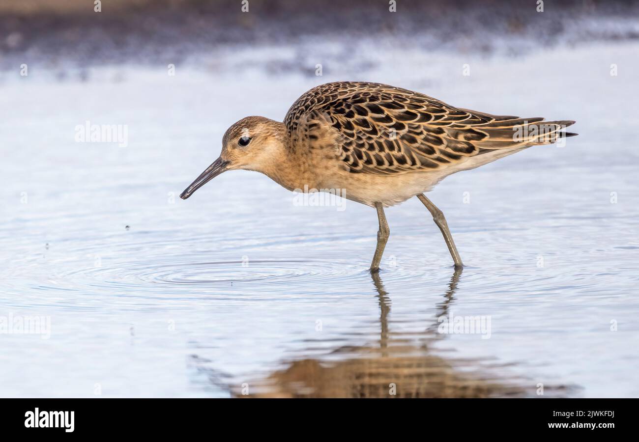 Female ruff reeve philomachus pugnax hi-res stock photography and ...