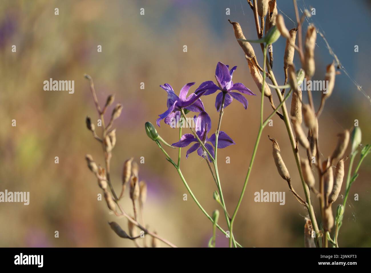 common Field delphinium at a Quarry pond Stock Photo - Alamy
