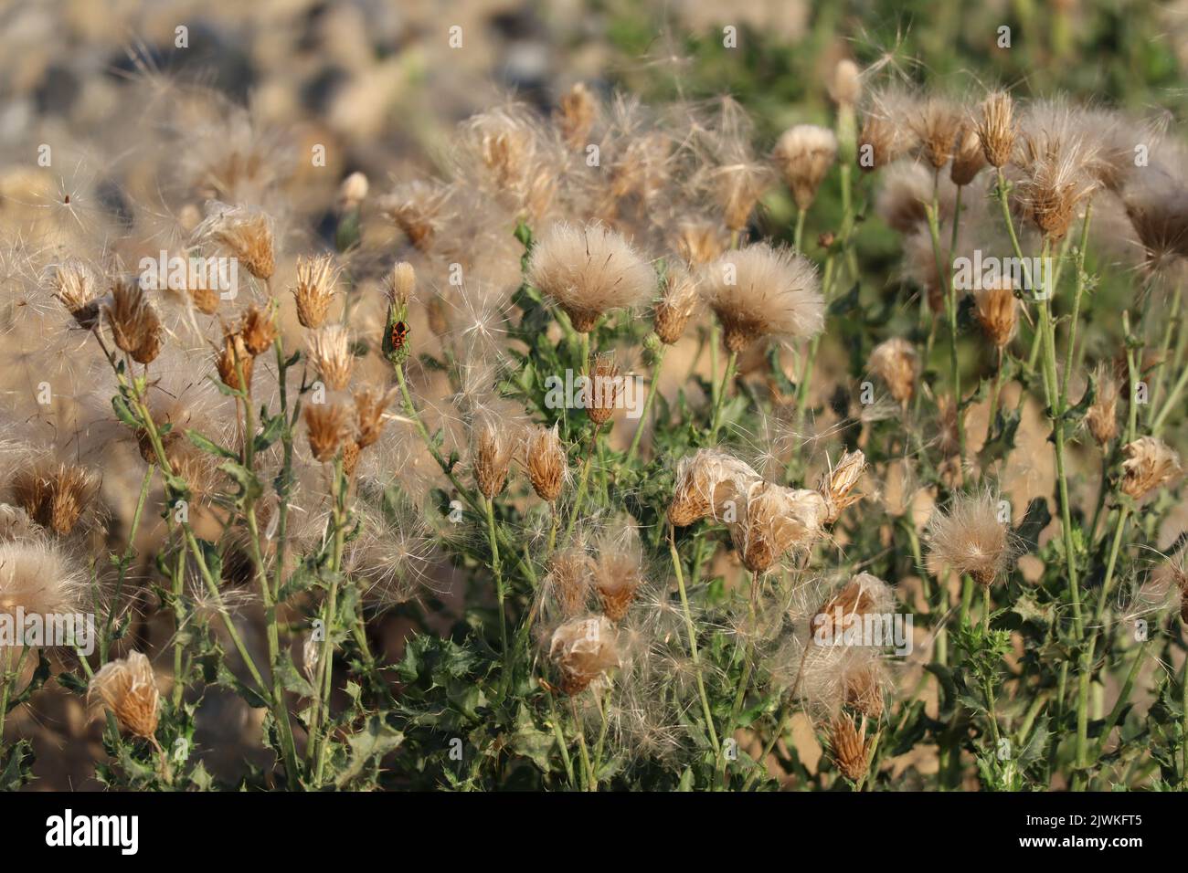 Fire bug observes the Seed flight of the Thistle Stock Photo - Alamy