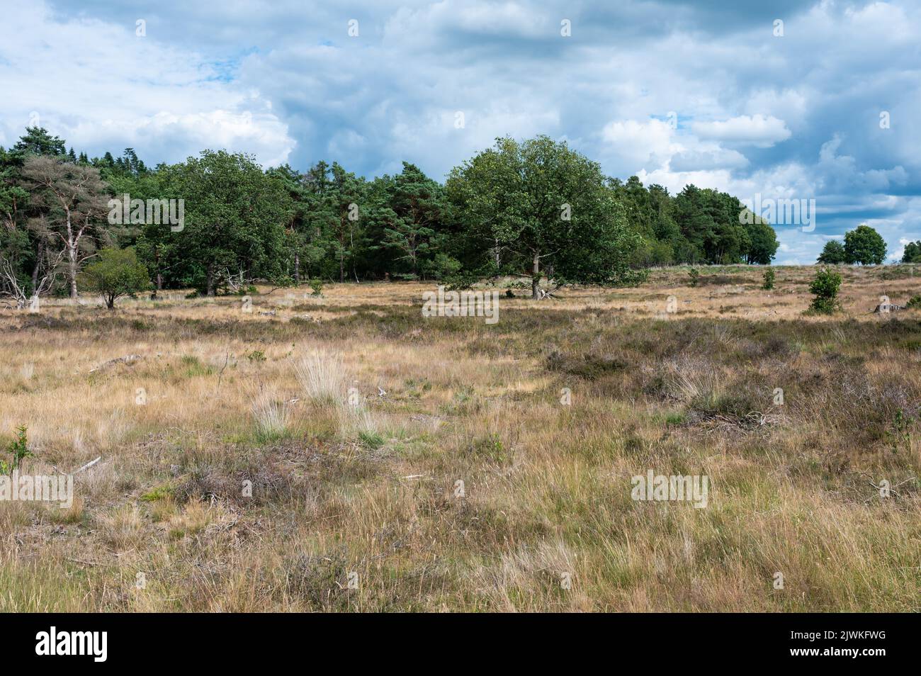 Heather grasses and trees over blue sky, Holtingerveld, the Netherlands ...