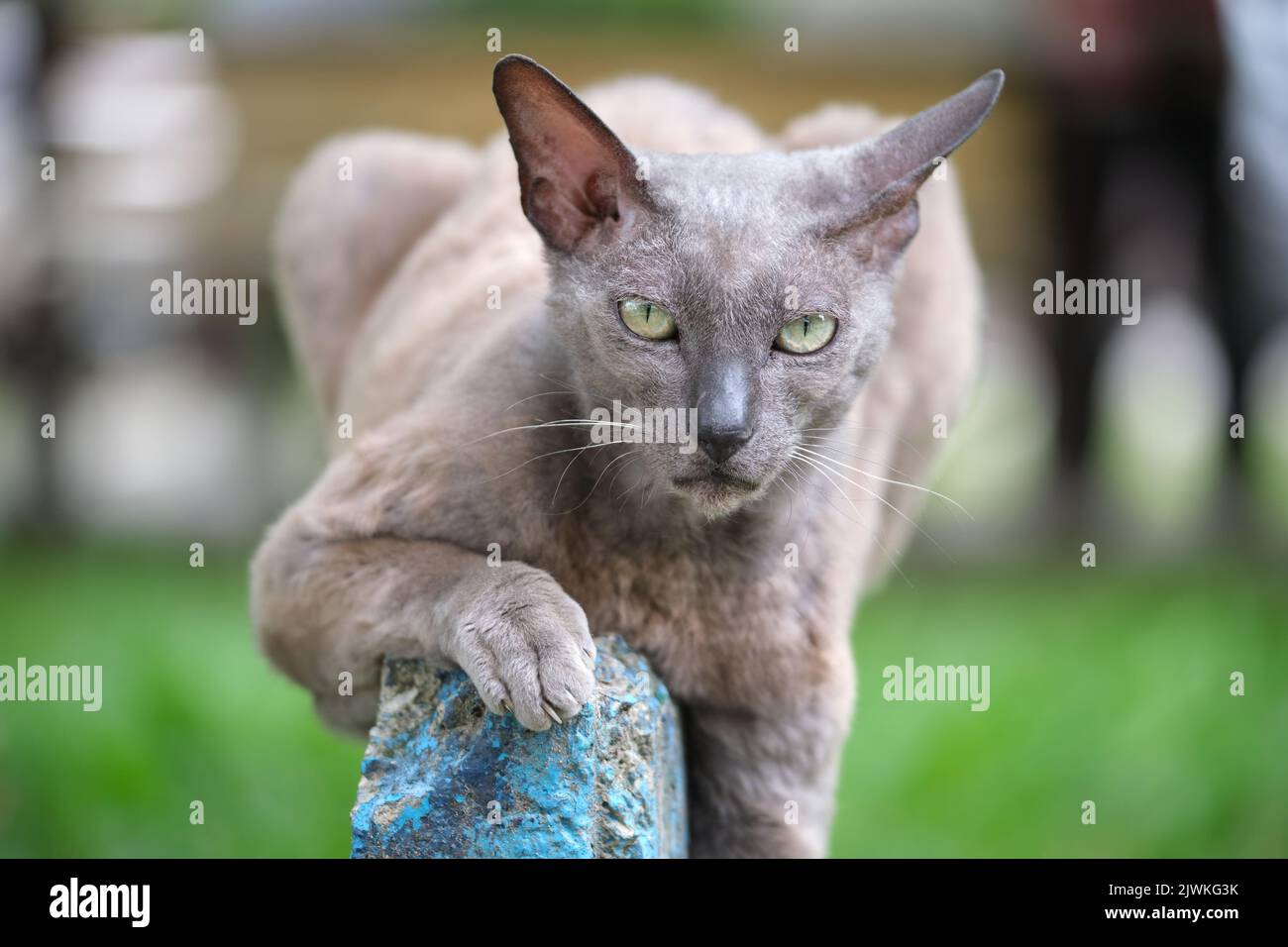Big gray angry looking Sphinx breed stray cat resting on steet outdoors ...