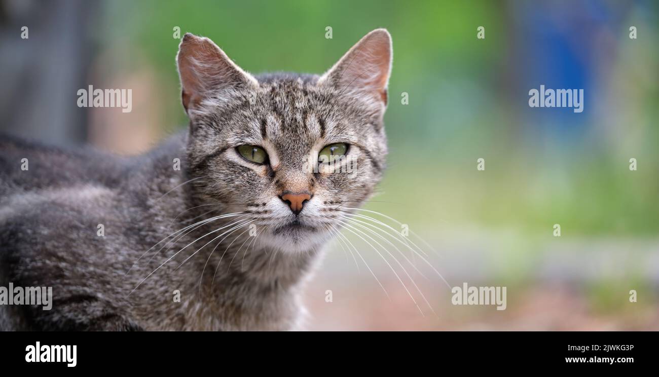 Waif and stray hi-res stock photography and images - Alamy