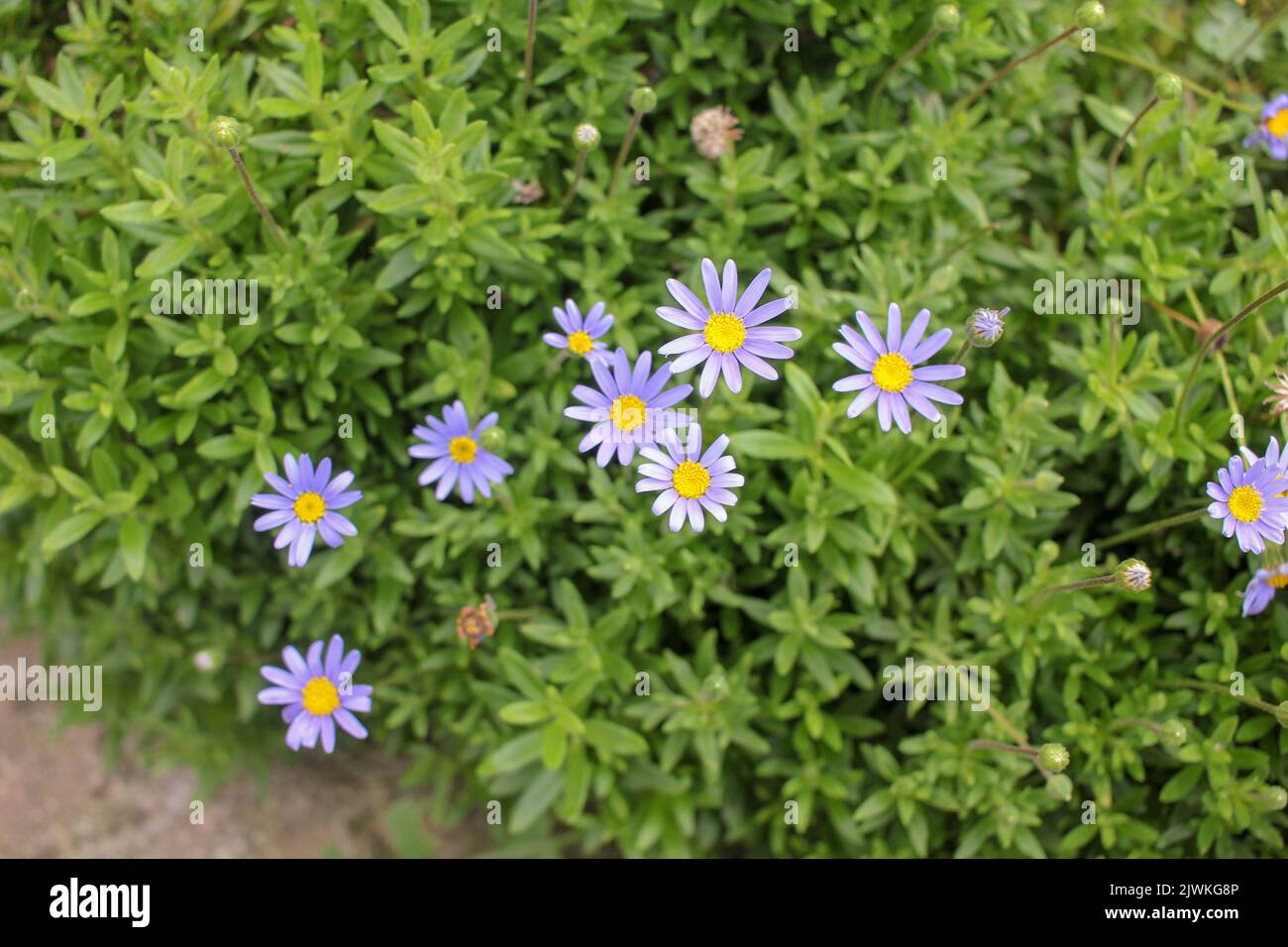 in the countryside it is easy to find wild flowers Stock Photo - Alamy