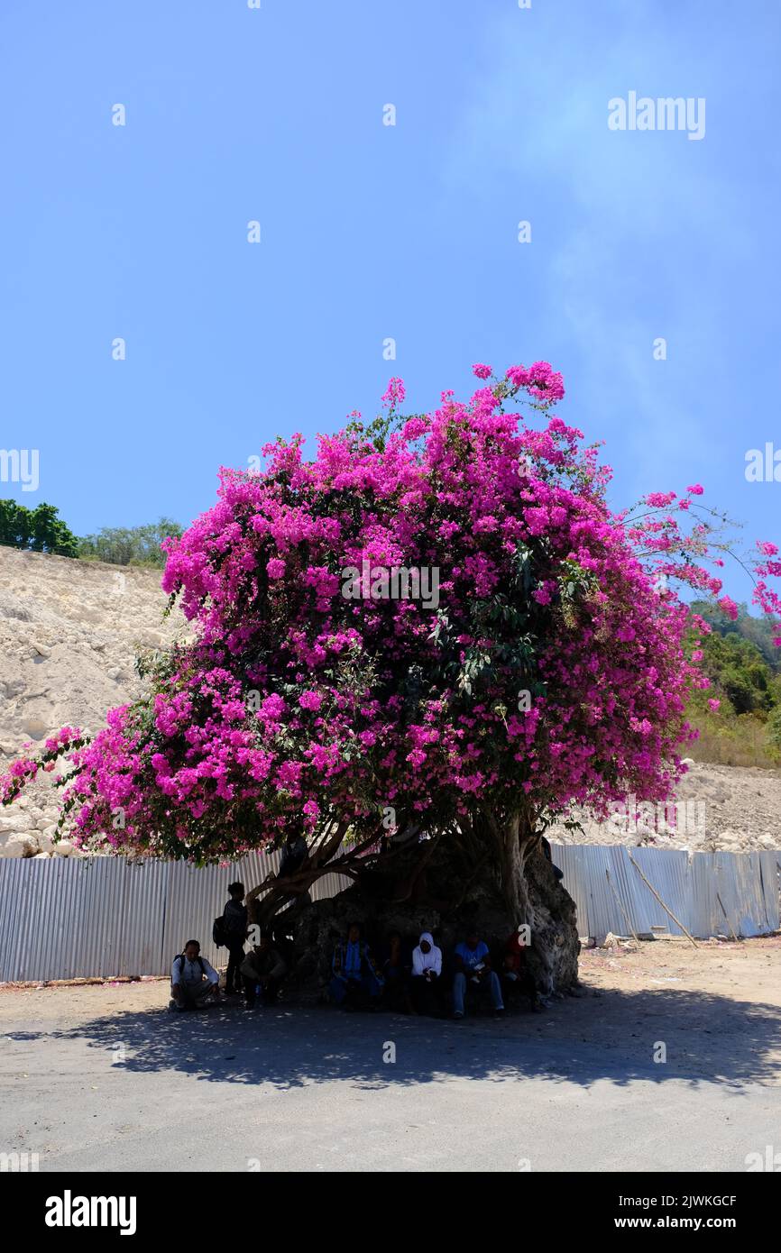 Indonesia Alor Island - Huge blooming paper flower tree at the airport ...
