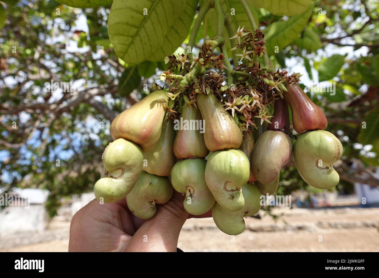 Cashew Nut Tree And Fruit