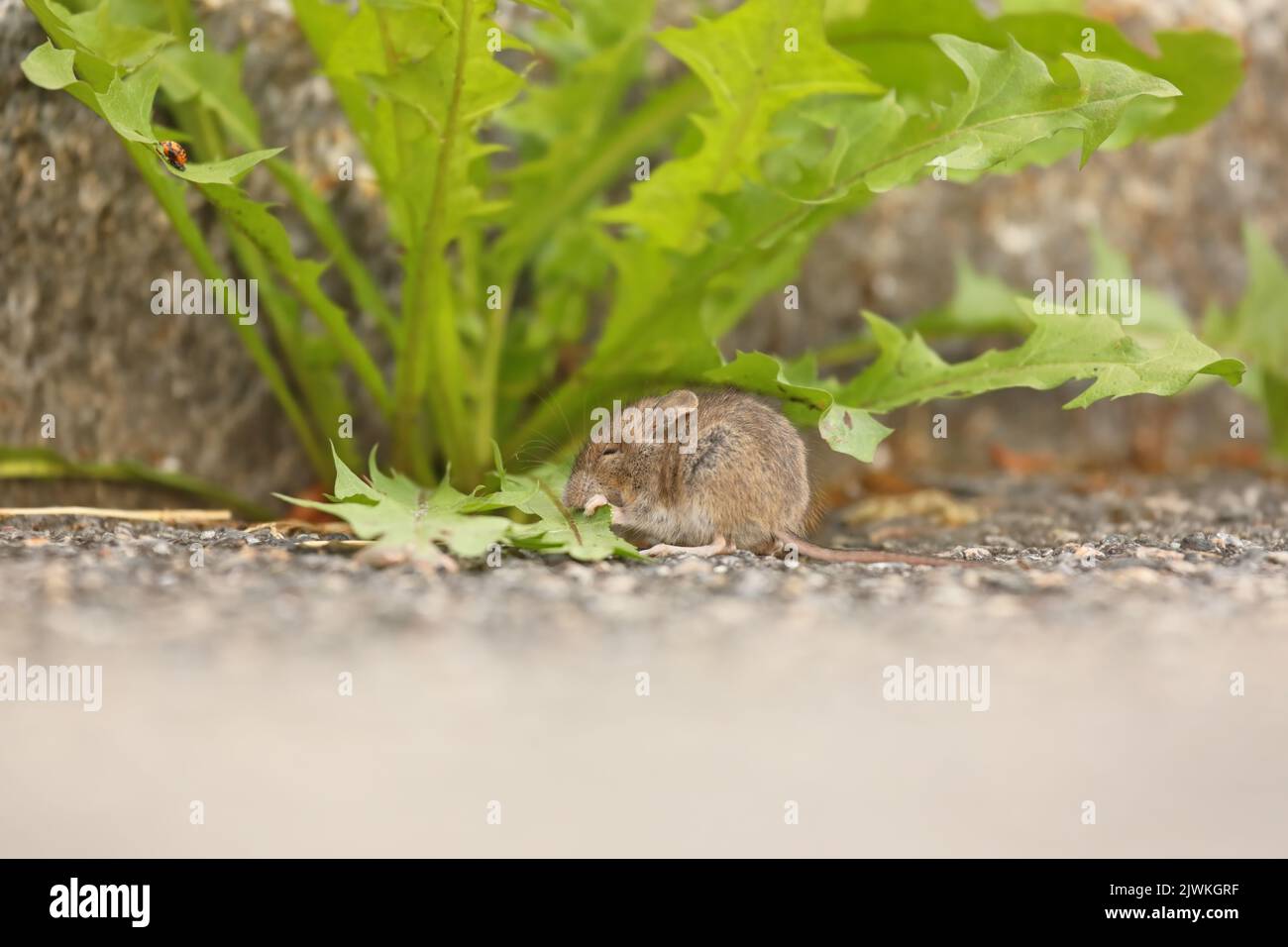 Cute gray-brown house mouse - mus musculus - eating dandelion Stock ...