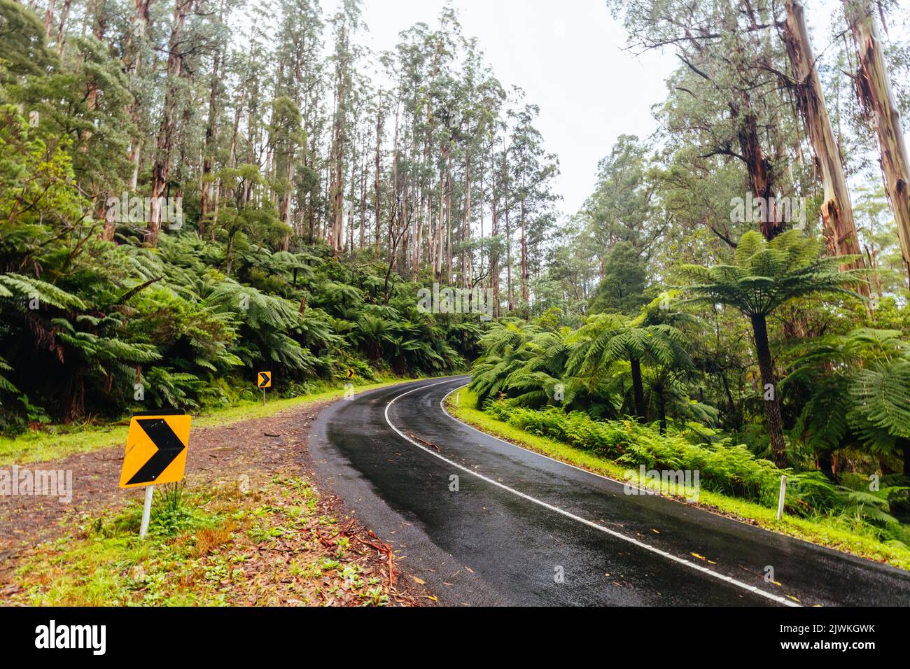Donna Buang Rd Drive in Victoria Australia Stock Photo - Alamy