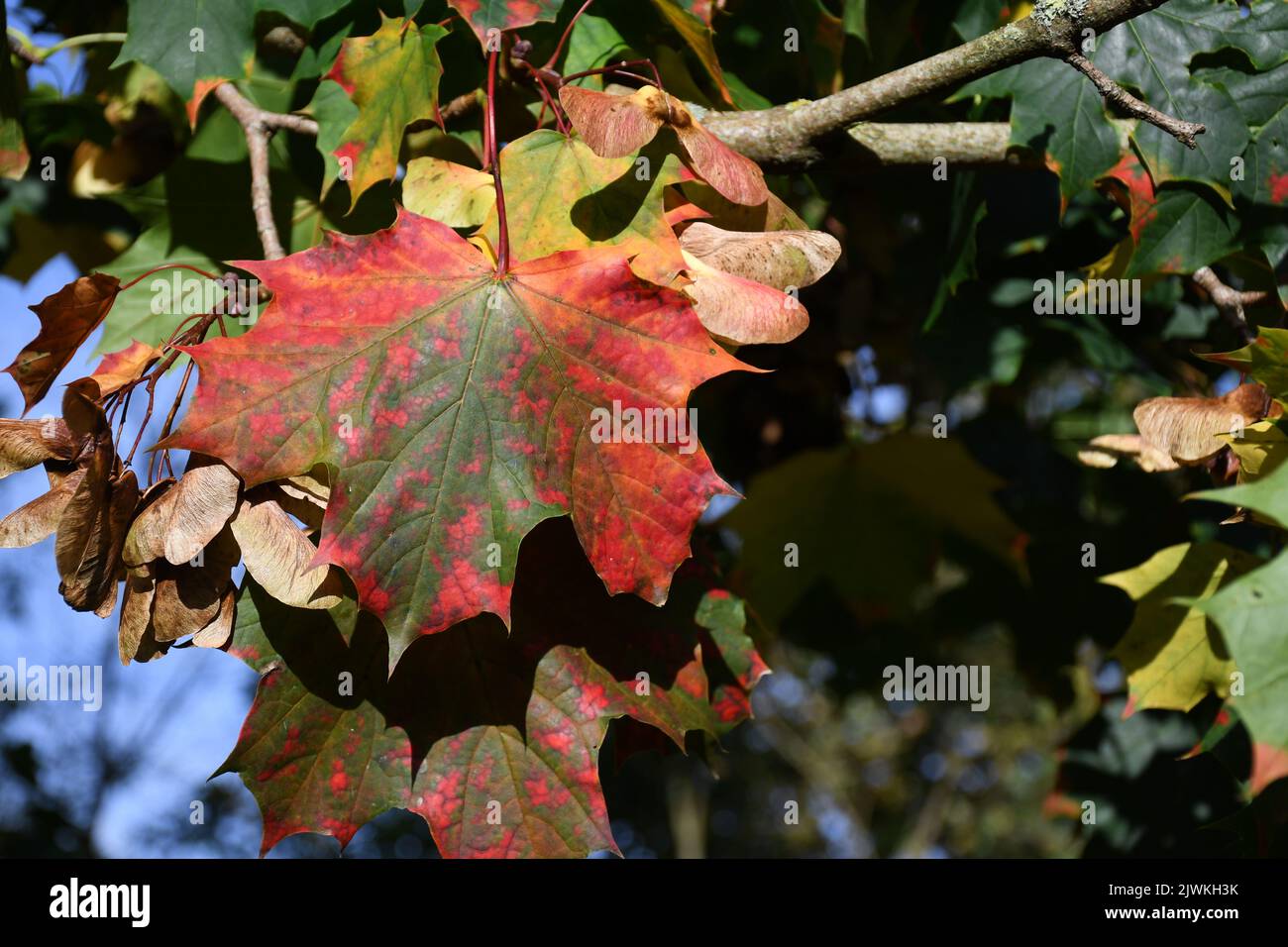 Autumn leafs canal travel hi-res stock photography and images - Alamy