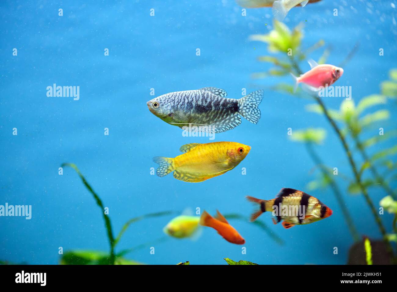 Colorful exotic fish swimming in deep blue water aquarium with green ...