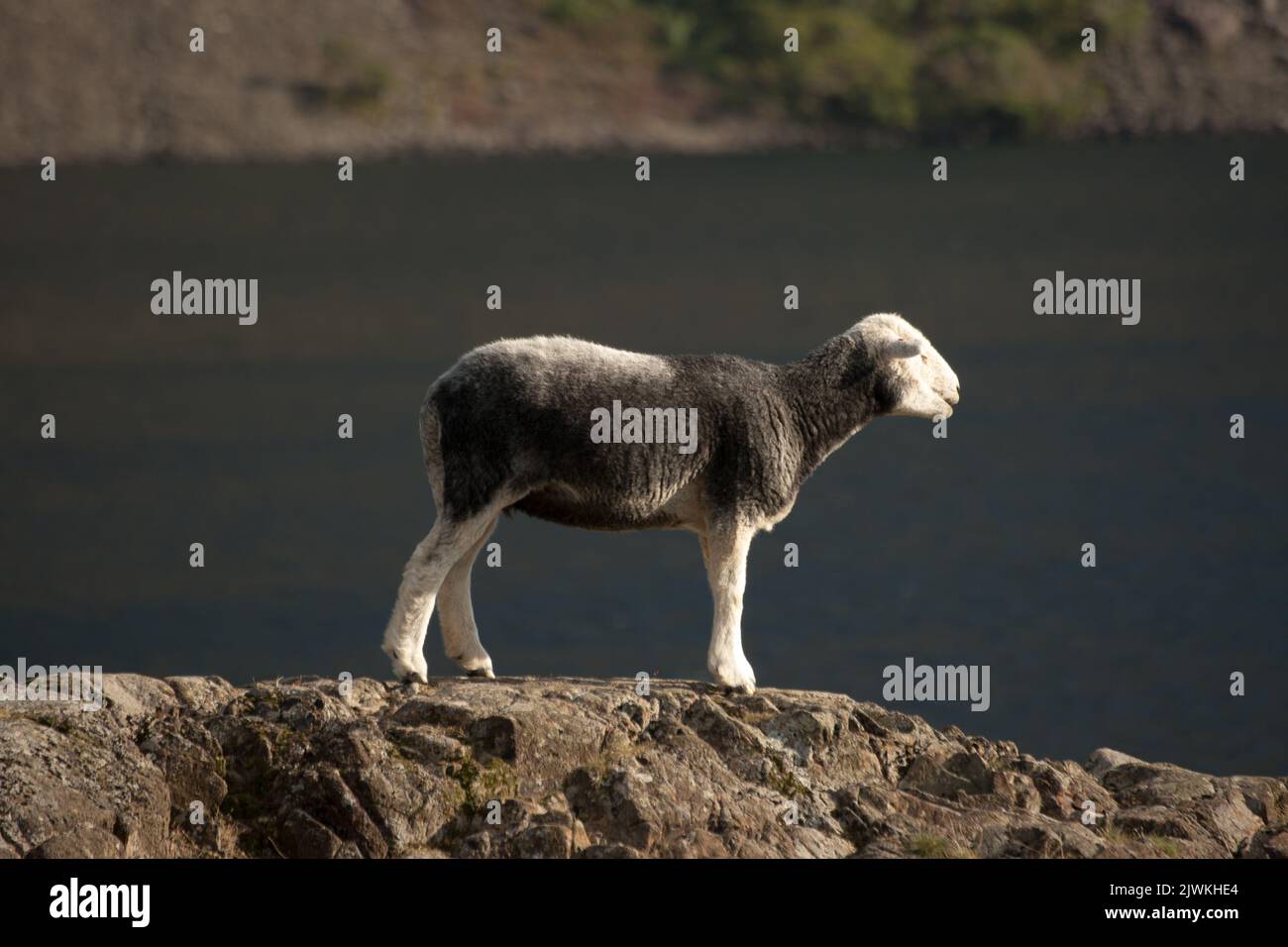 Wast Water Wastwater Wasdale Lake District Cumbria England UK Stock ...