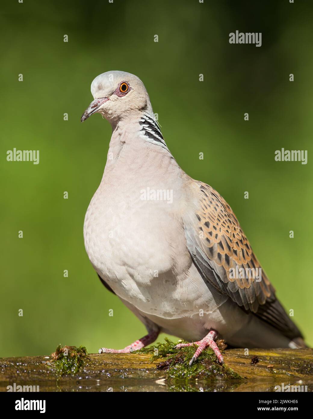 European turtle dove (Streptopelia turtur) standing at the edge of a ...