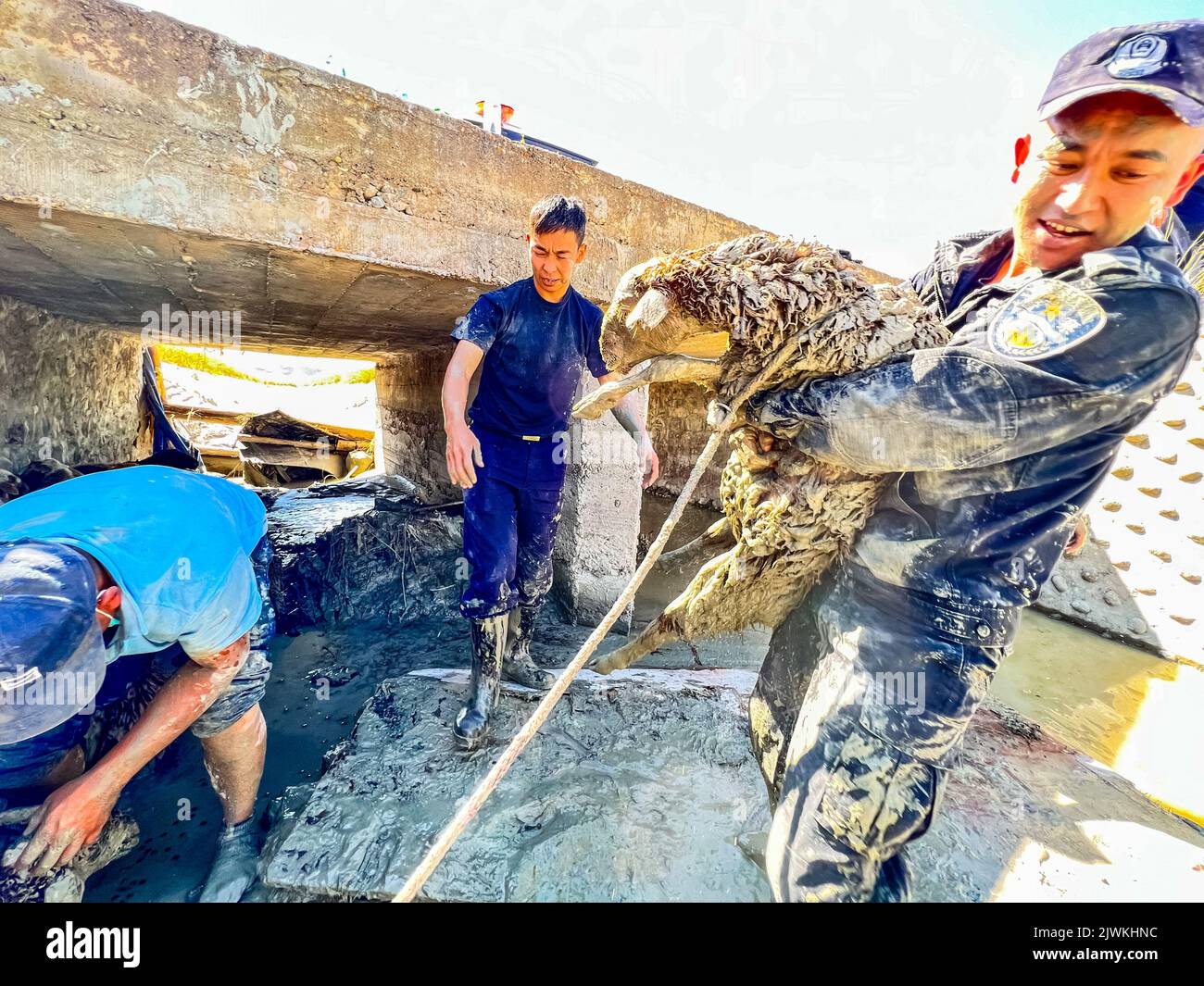 YILI, CHINA - SEPTEMBER 5, 2022 - Police work to rescue trapped sheep ...