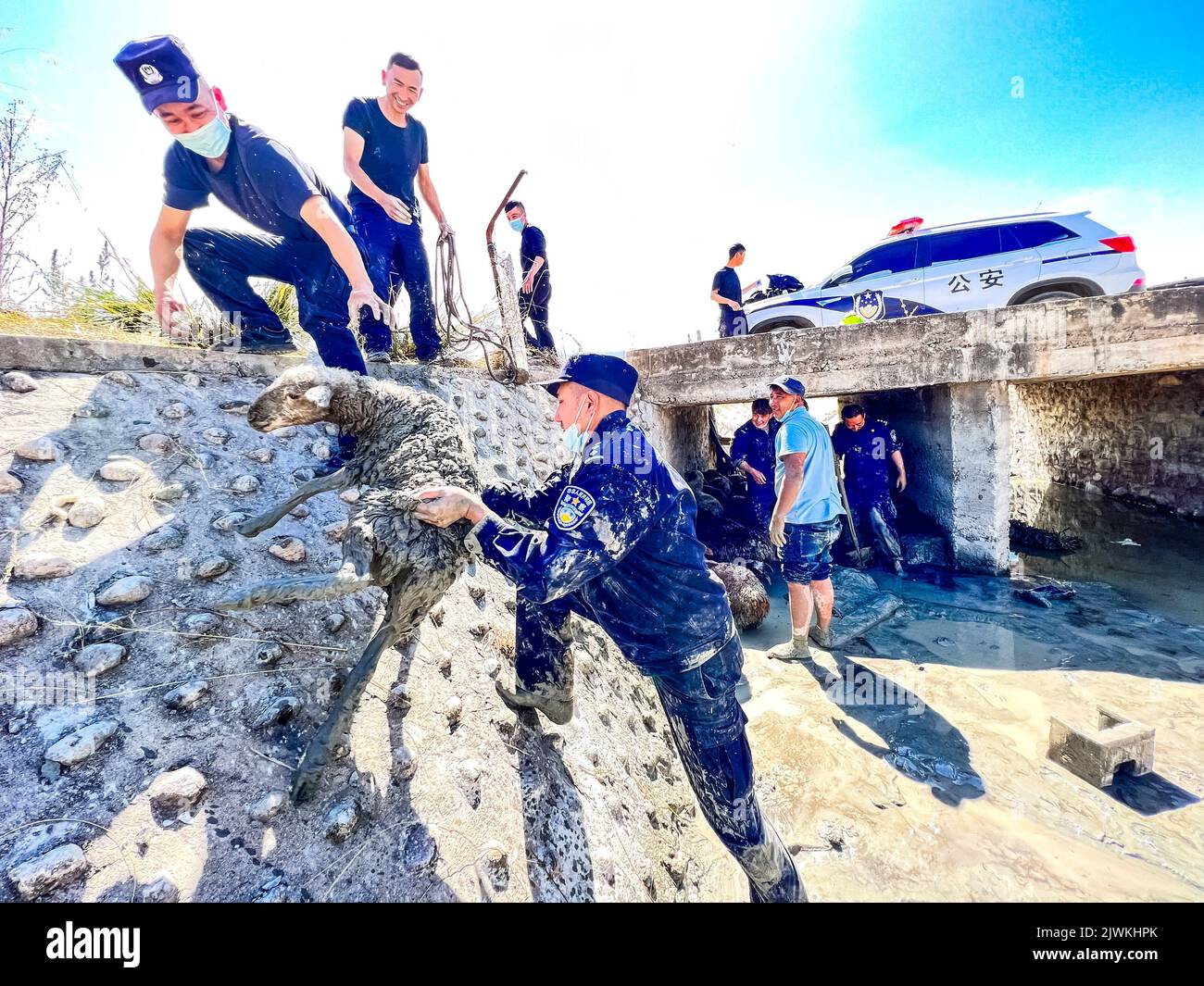 YILI, CHINA - SEPTEMBER 5, 2022 - Police work to rescue trapped sheep ...