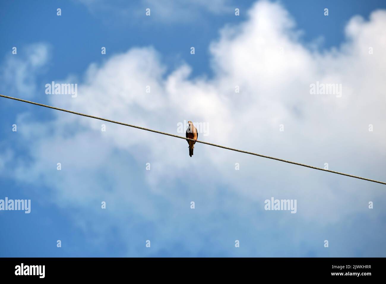 Grey dove pigeon sitting high on phone or electric cable on bright blue ...