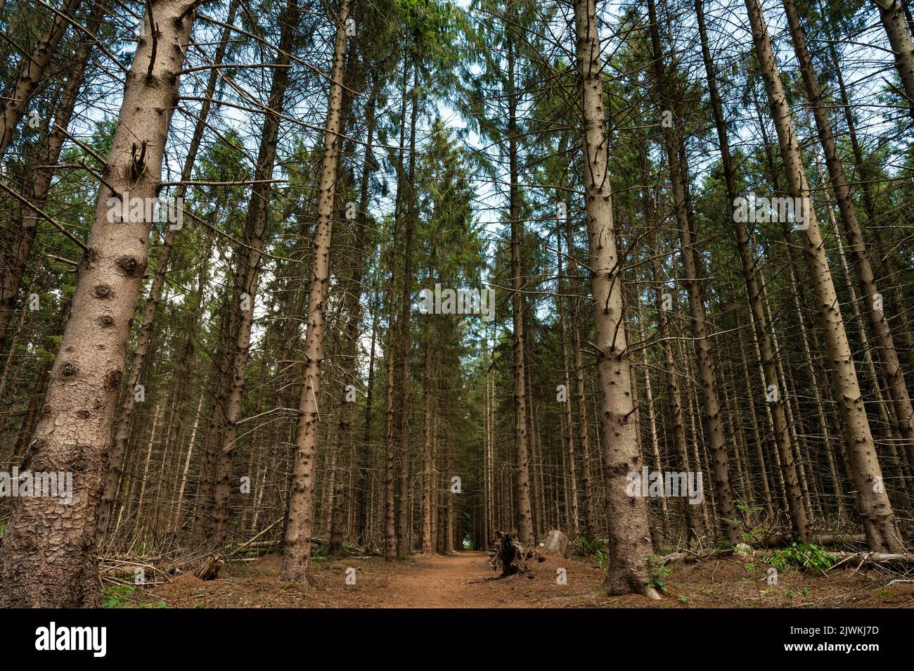 Larc wood forest with a hiking path, low angle view, Fochteloo, The ...