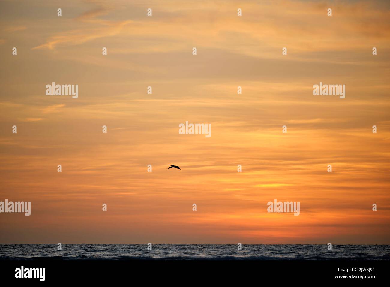 Pelican bird flying over dramatic red ocean waves at sunset with soft ...