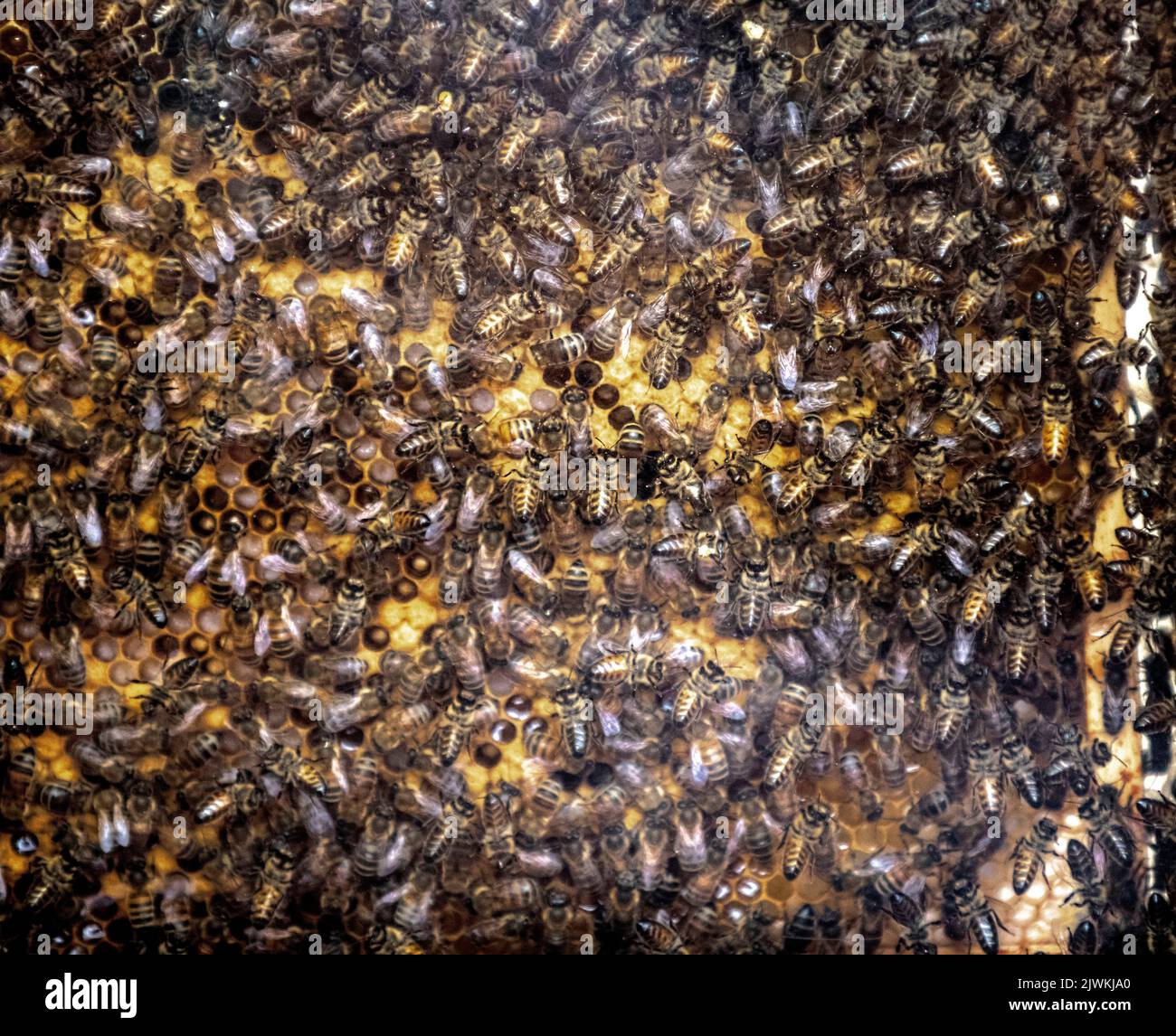 honey bees on display at the towersey festival 2022 Stock Photo - Alamy