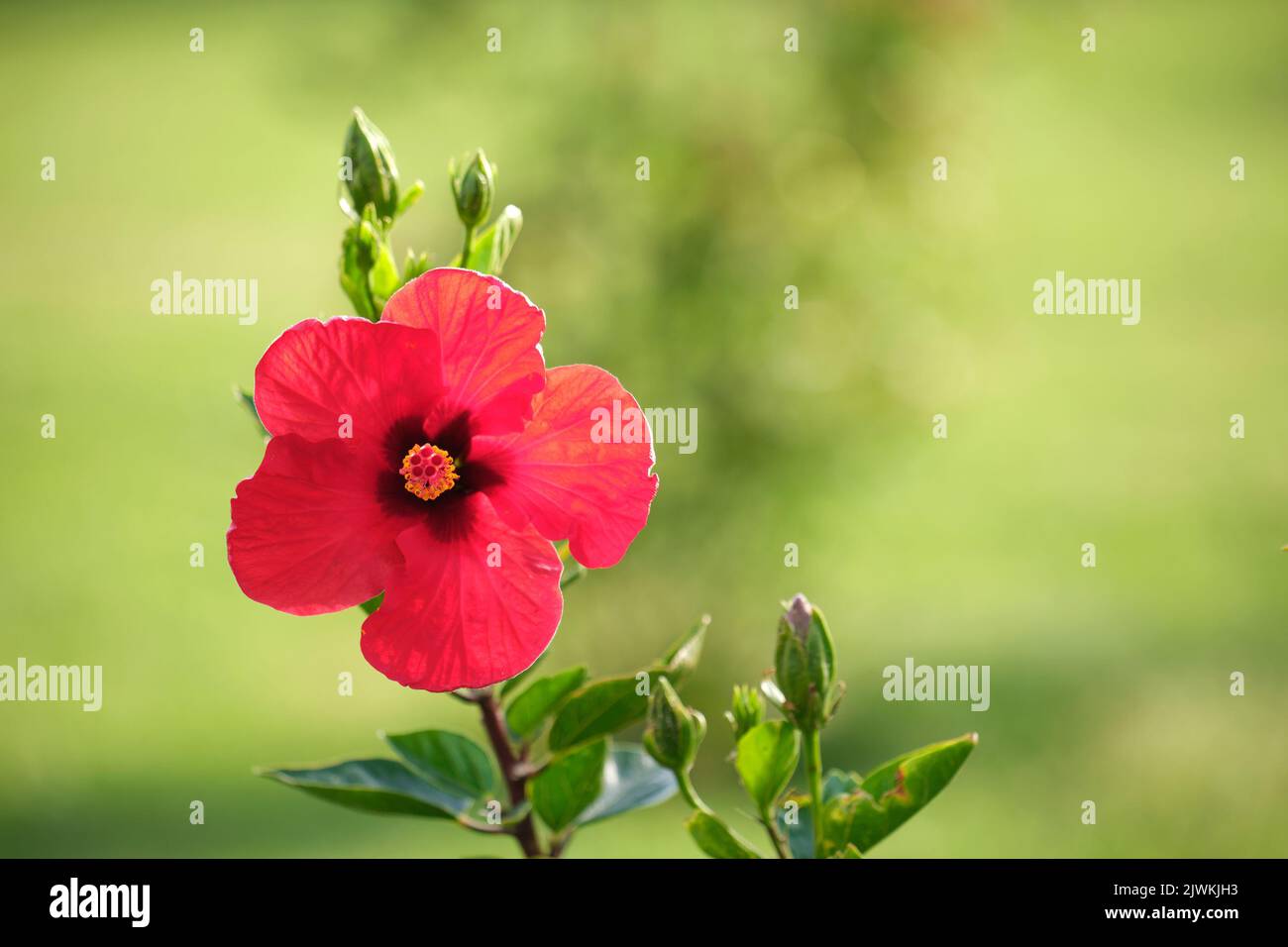 Red flower with green leaves and buds blooming outdoors on green summer ...