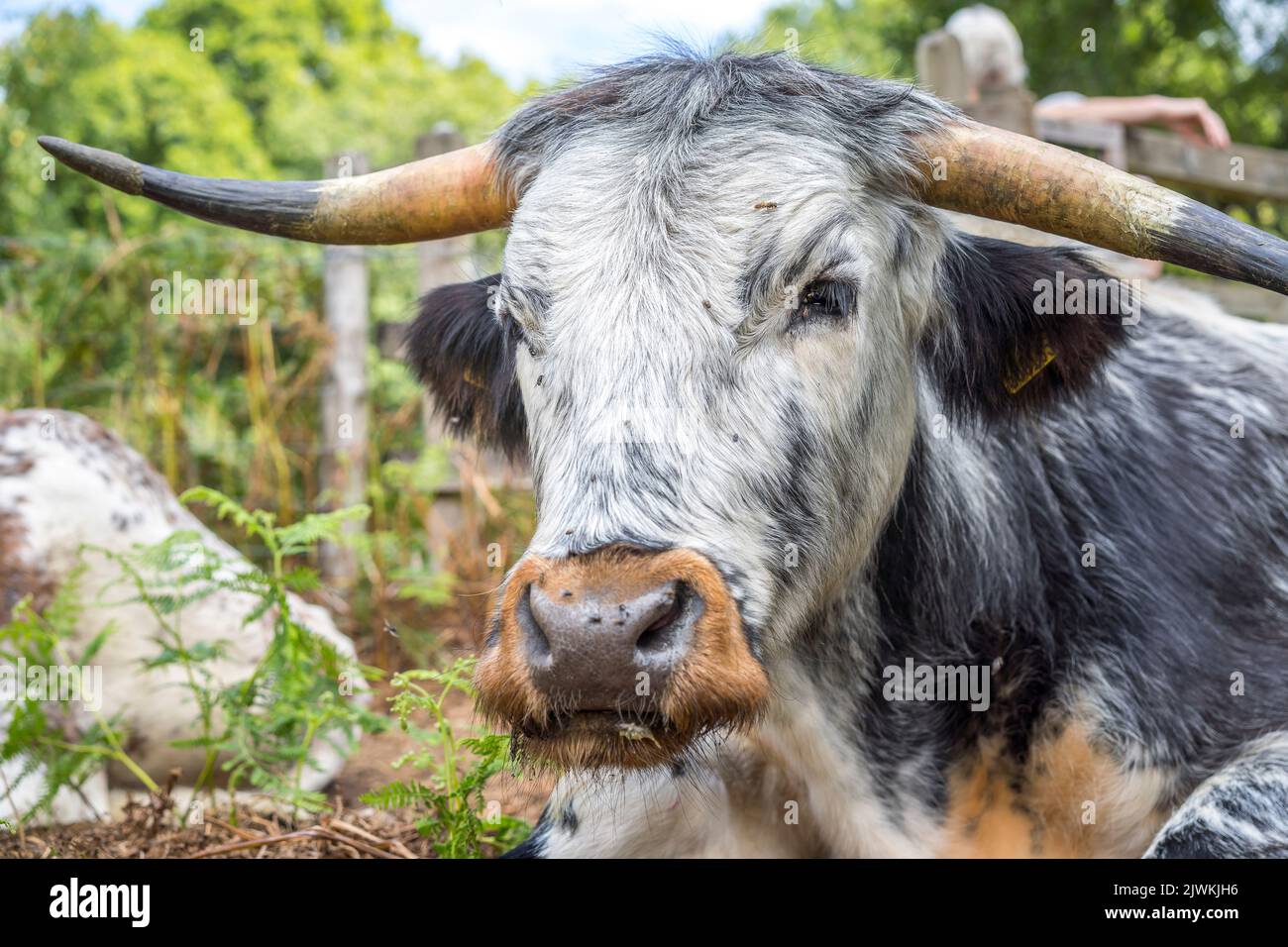 Close up cow face hi-res stock photography and images - Alamy