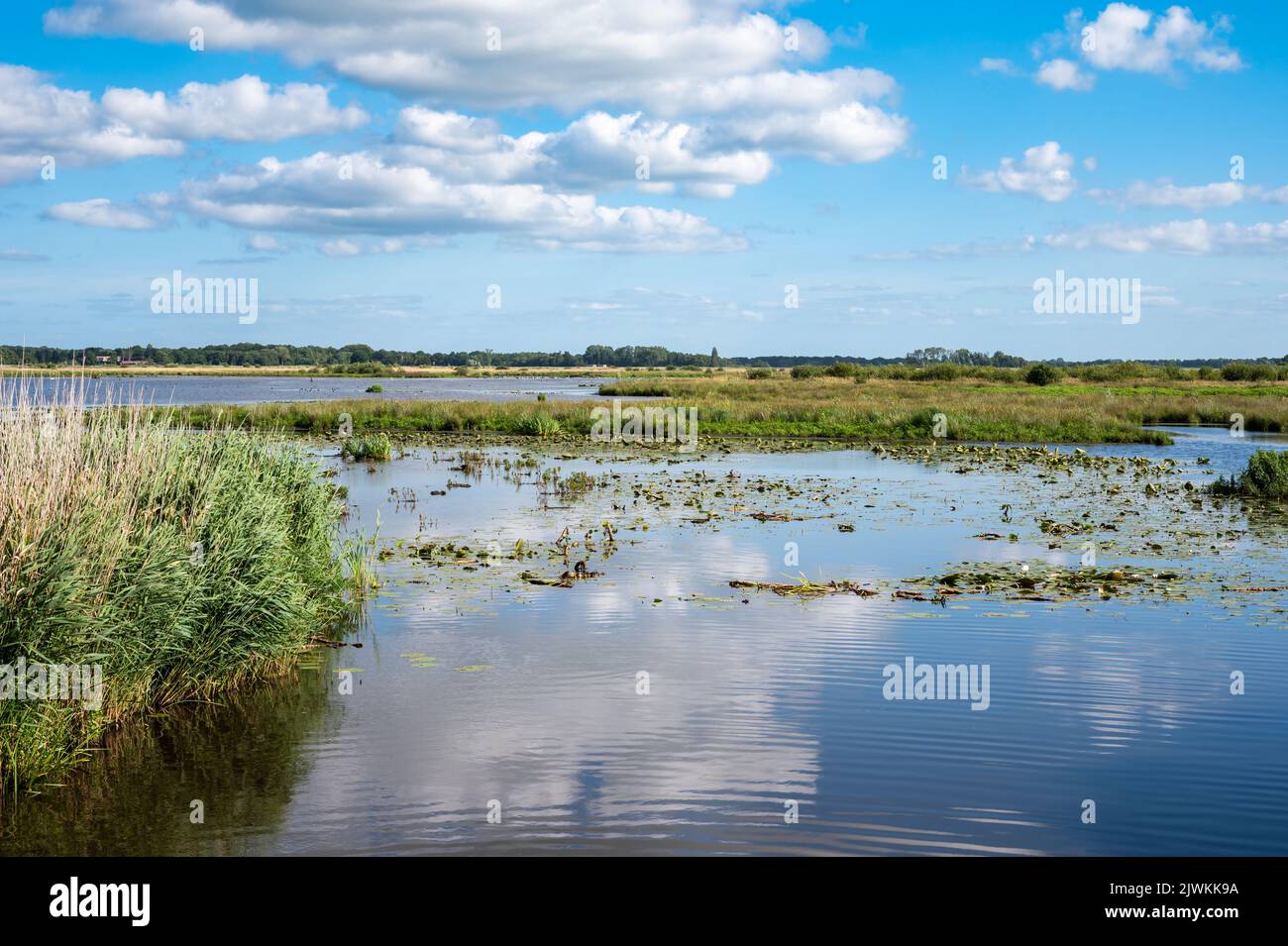 Pond and swamp plants at the Peizerwering national park, The ...