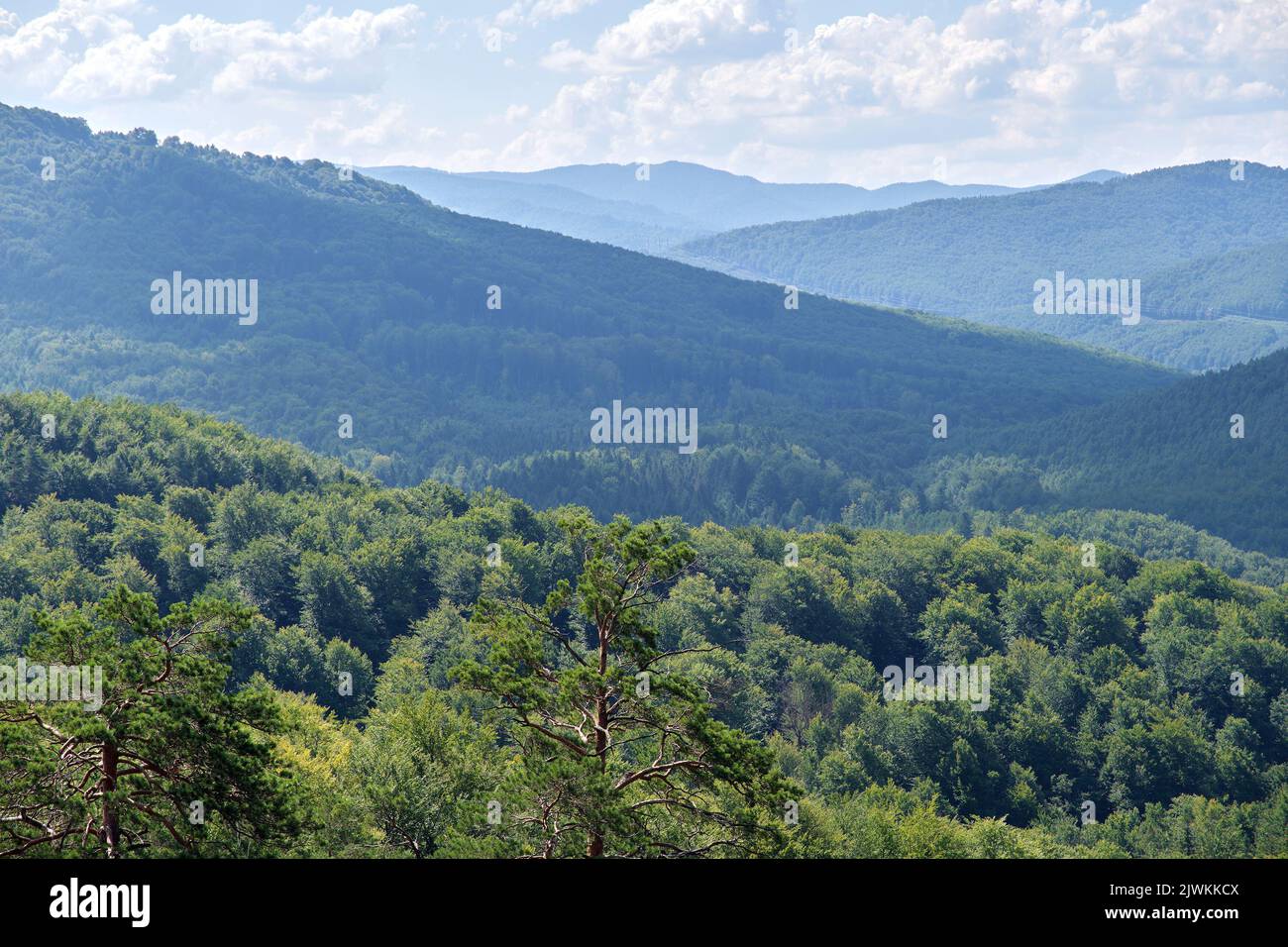 Summer mountains landscape. Panorama of thick wood of evergreen trees ...