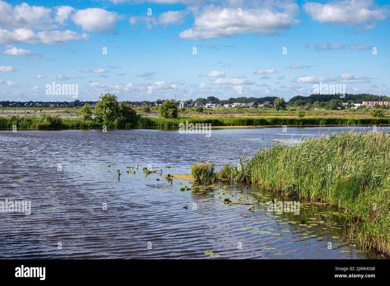 Pond and swamp plants at the Peizerwering national park, The ...