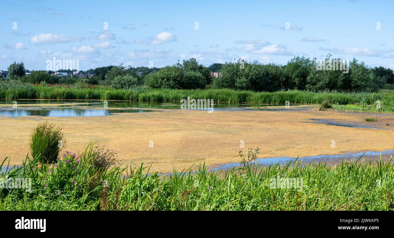 Green swamp plants and yellow vegetation at the Peizerwering national ...