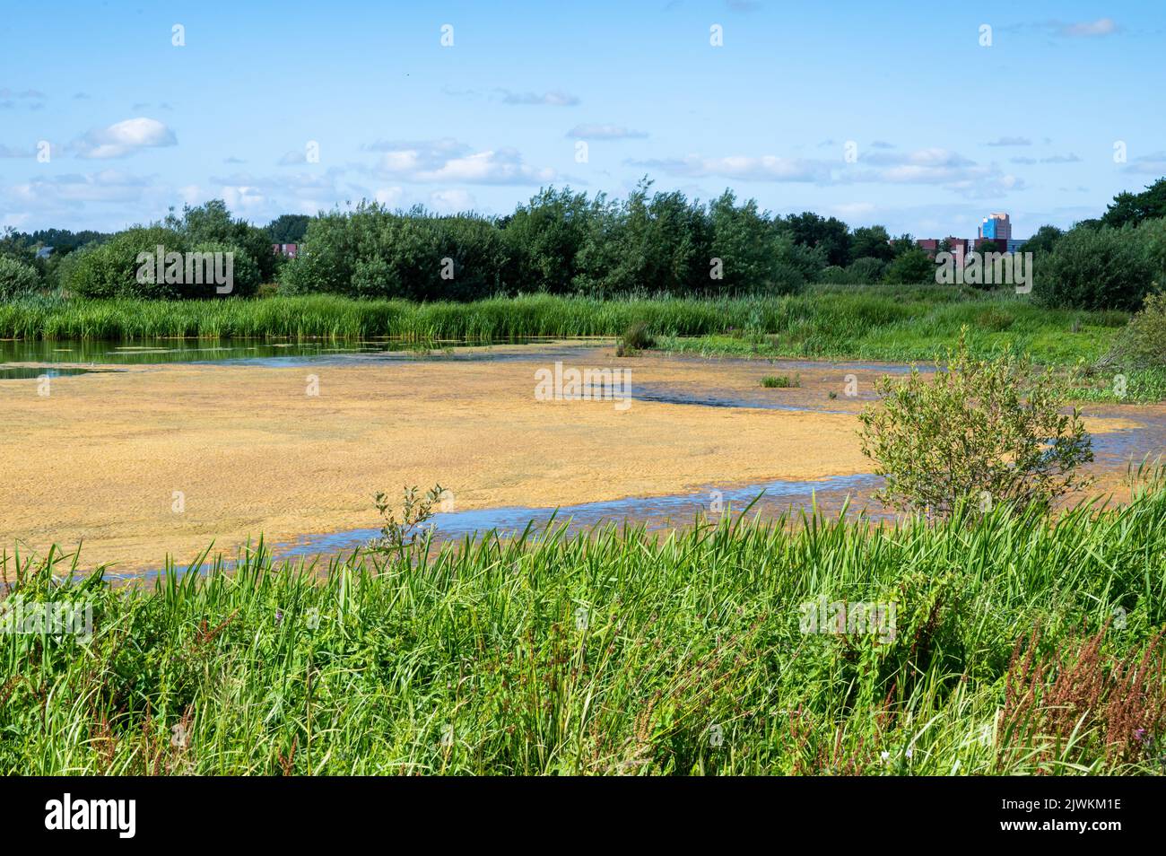 Green swamp plants and yellow vegetation at the Peizerwering national ...