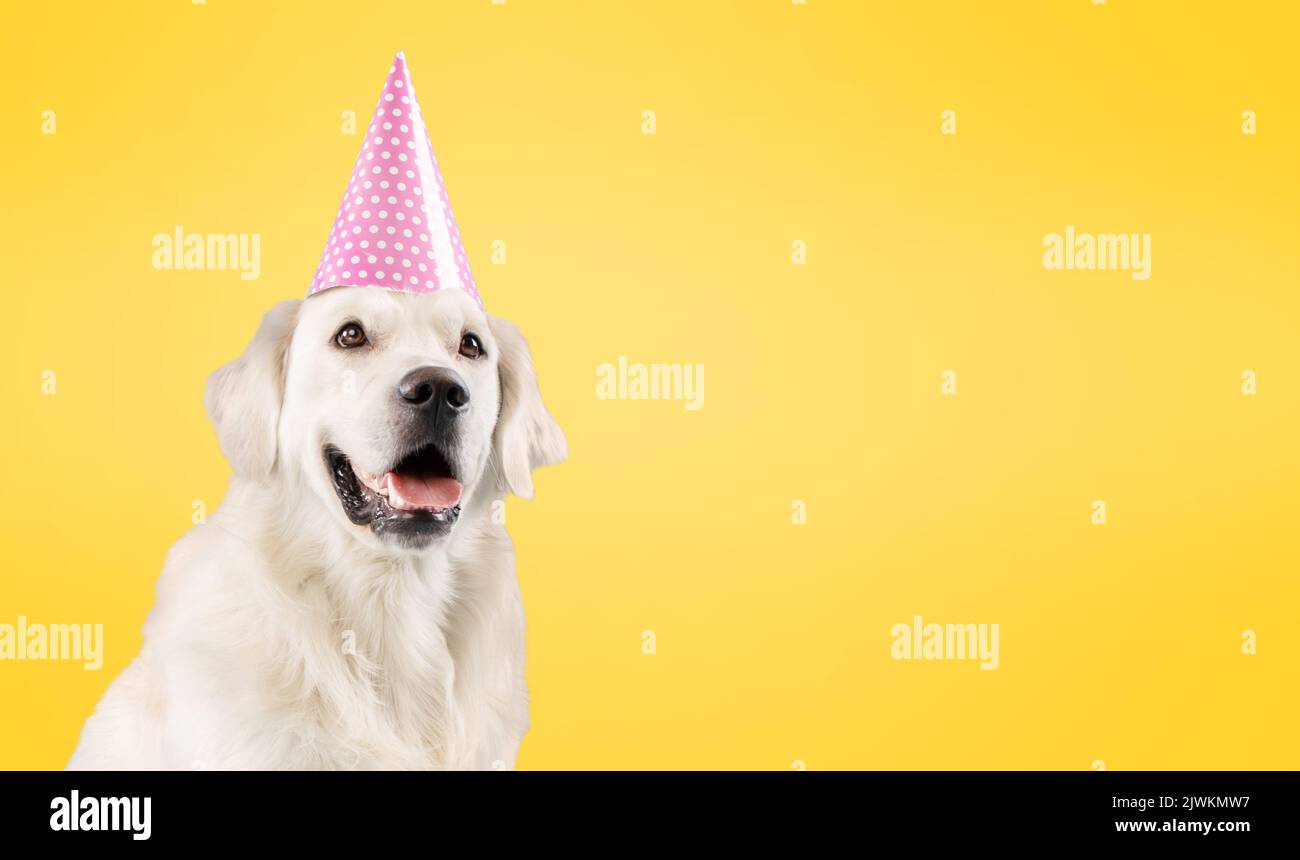 Happy Birthday party. Funny labrador dog wearing birthday hat, sitting ...
