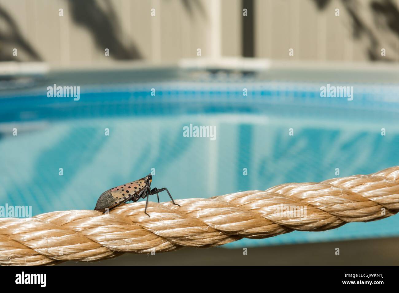 Spotted Lanternfly near a swimming pool in New Jersey Stock Photo - Alamy
