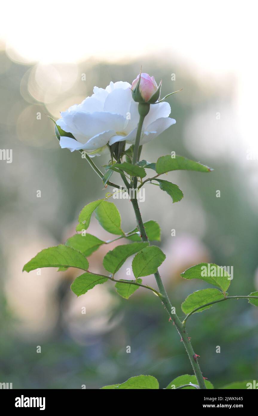 David austin rose hi-res stock photography and images - Alamy