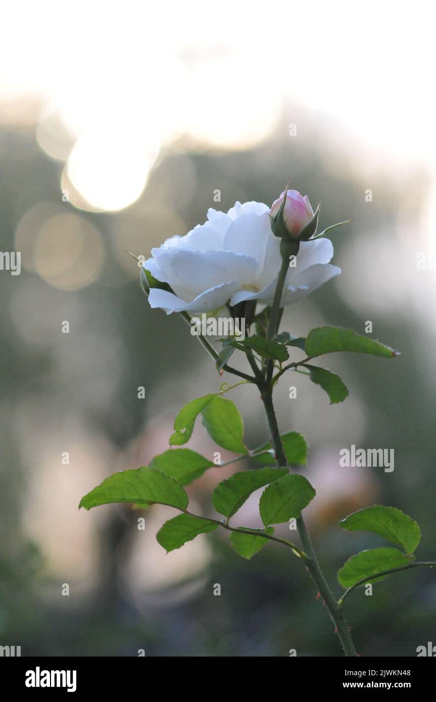 David austin rose hi-res stock photography and images - Alamy