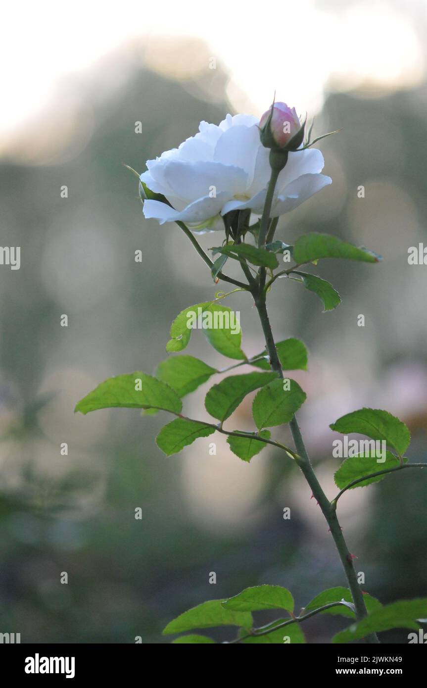 Rosa Winchester Cathedral. White David Austin Rose close up macro Stock ...