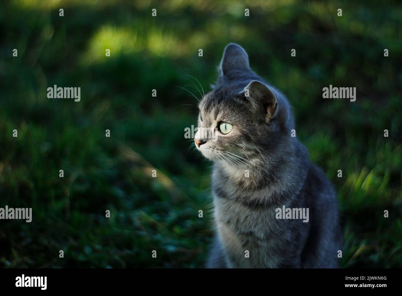 Cat in the garden with the sun on its face Stock Photo - Alamy