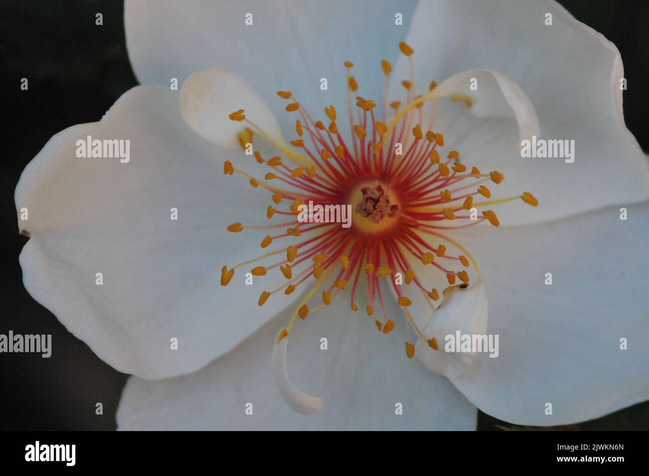 Rosa jacqueline du pre close up hi-res stock photography and images - Alamy