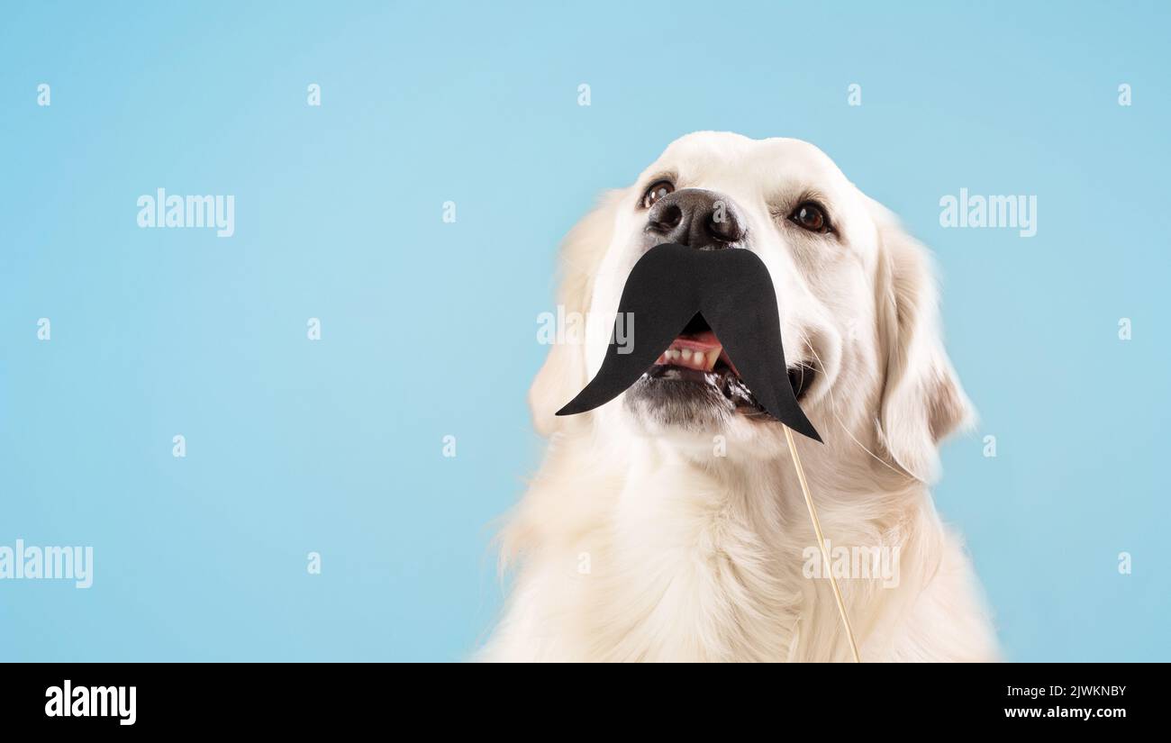 Funny labrador dog with black fake mustache on stick posing isolated ...