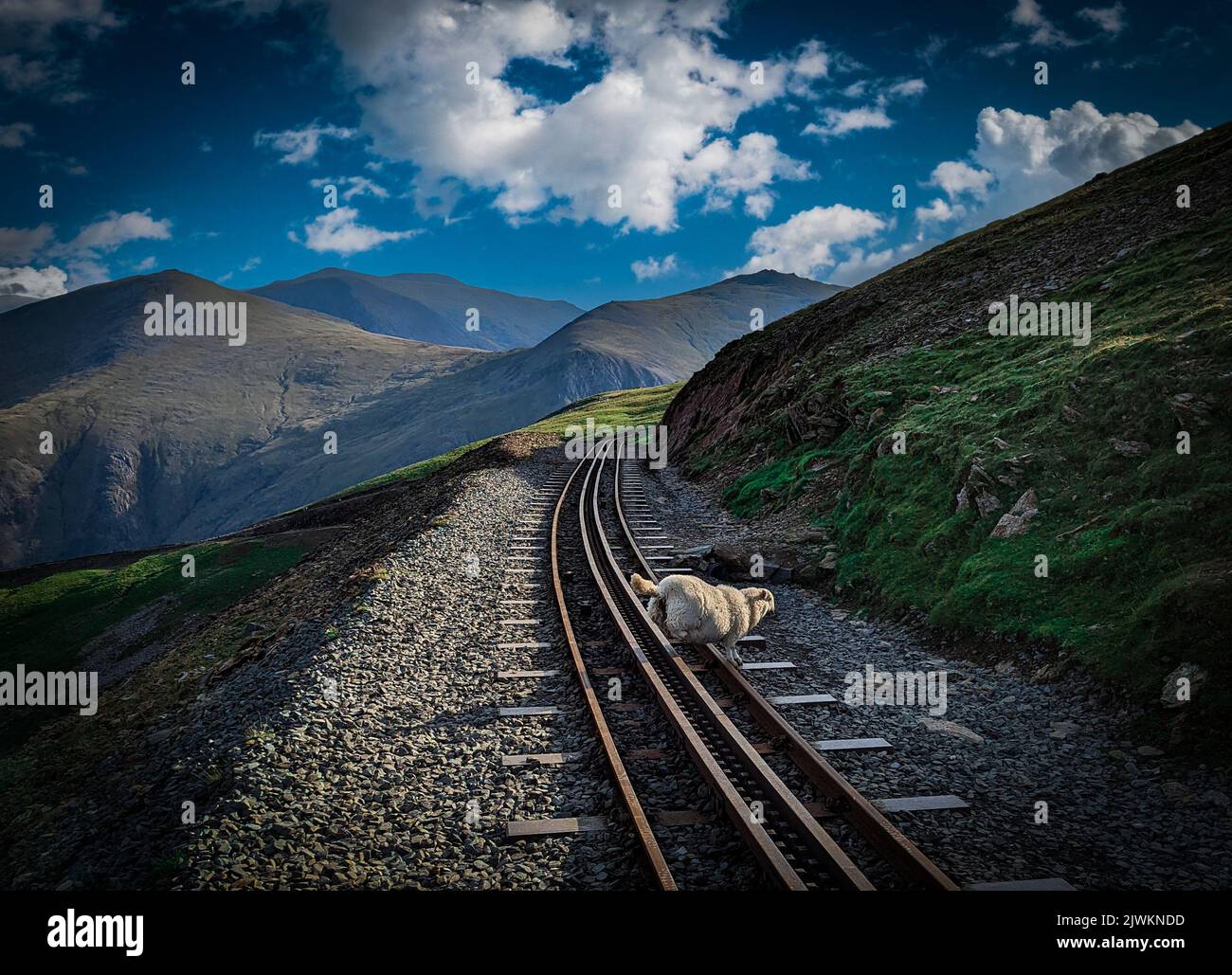 A sheep running across the tracks. Snowdonia, Wales: YOU COULD be ...