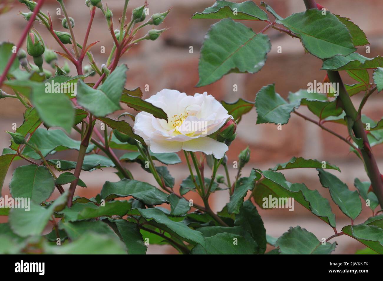 Penelope shrub rose. Buff apricot blooms with frilled petals. Highly ...