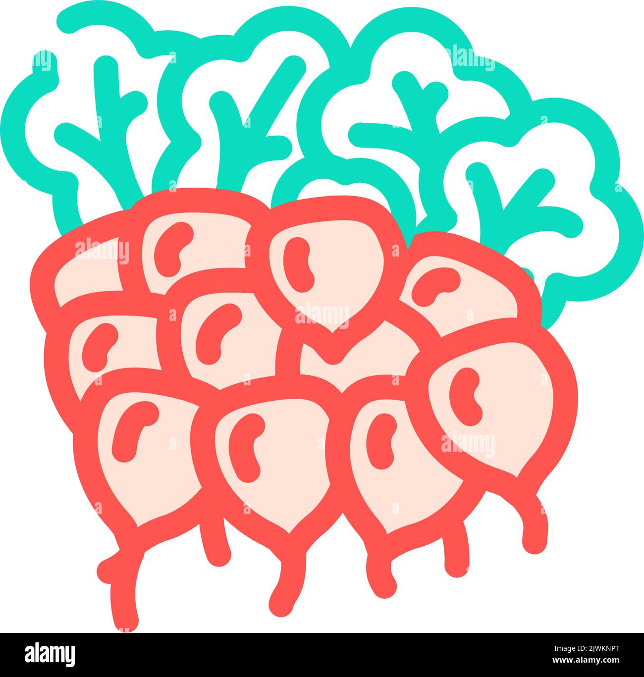 Bunch red garden radish leaves Stock Vector Images - Alamy