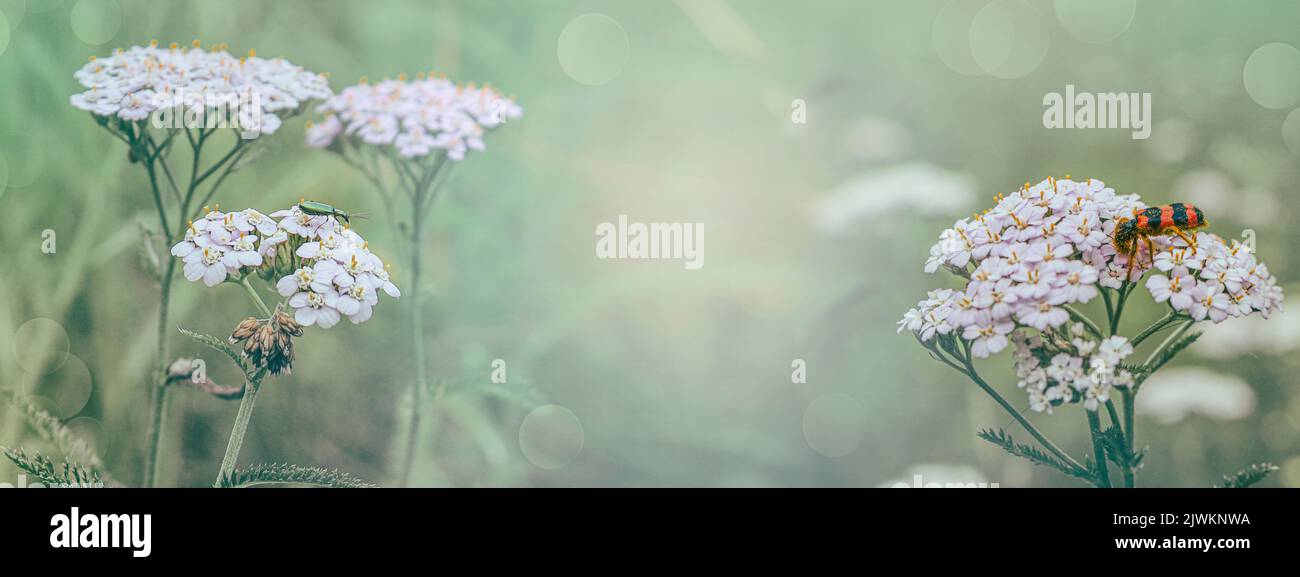 Summer background in soothing colors with blooming yarrow (Achillea ...