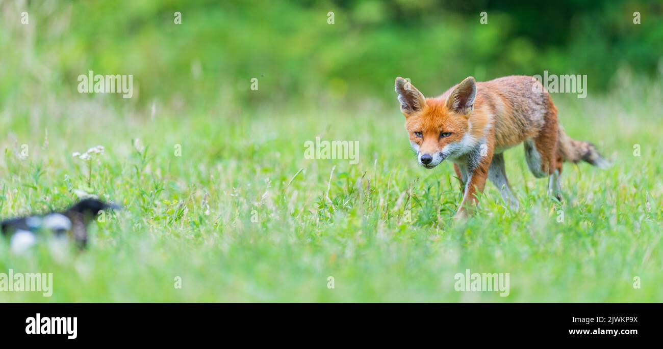 Wild Foxes in the UK Stock Photo - Alamy