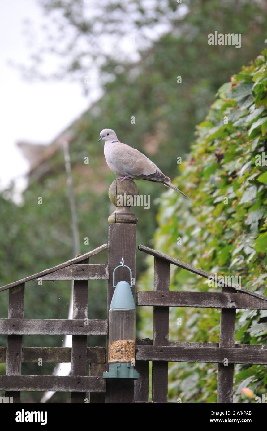 Close up shot of Collard Dove. Pinky brown grey feathers. Close up of ...