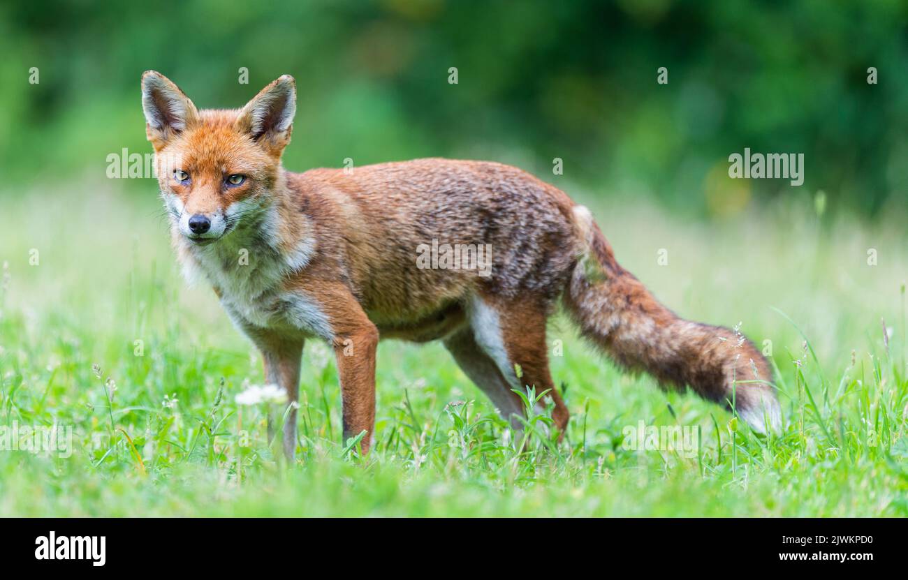Wild Foxes in the UK Stock Photo - Alamy
