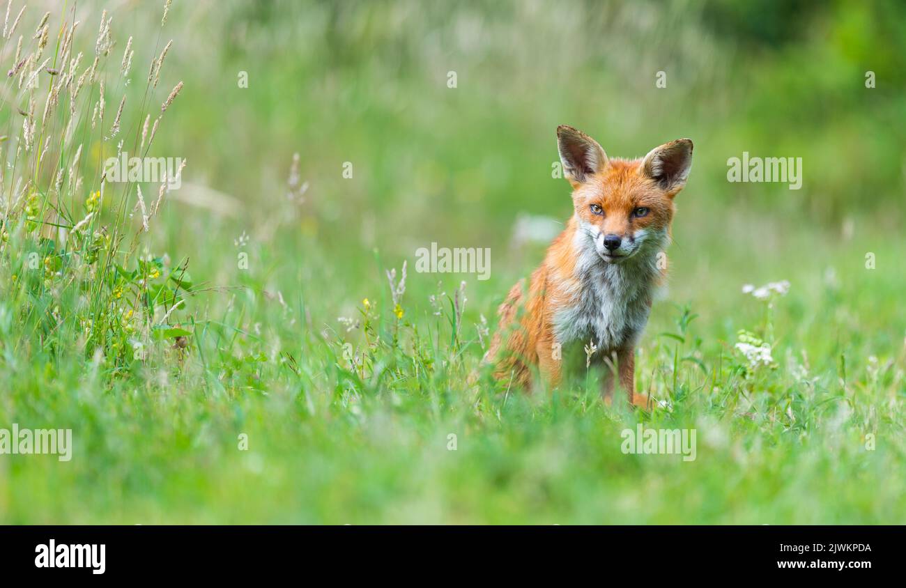 Wild Foxes in the UK Stock Photo - Alamy