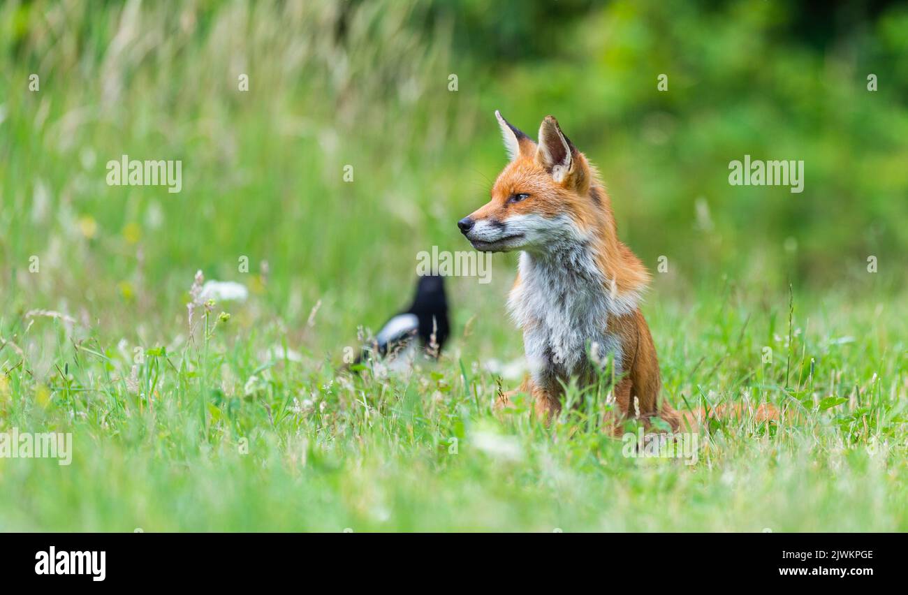 Wild Foxes in the UK Stock Photo - Alamy